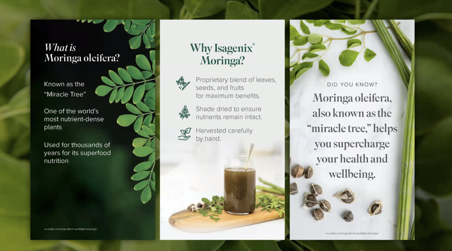 Moringa Oleifera Powerful Benefits Pam Foster